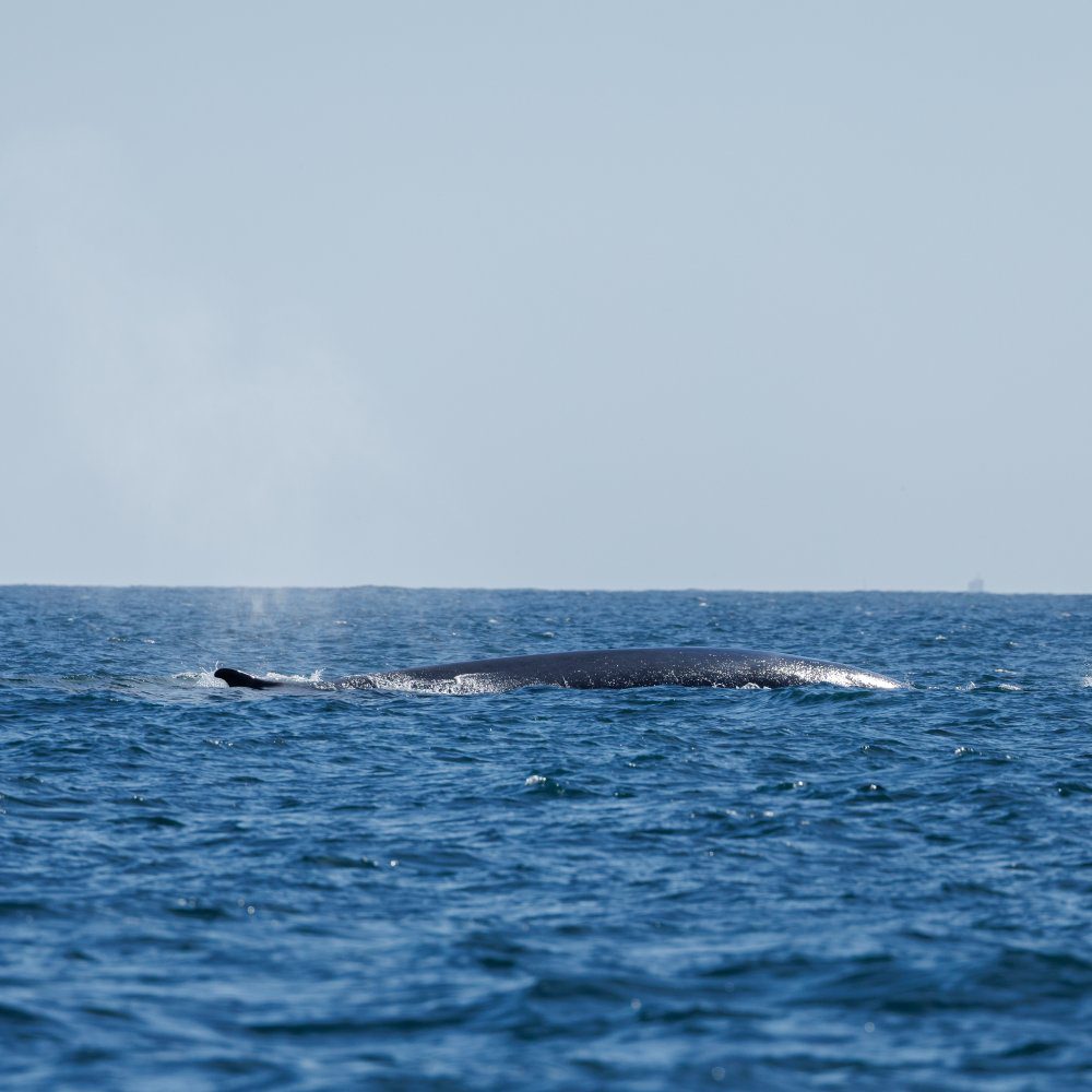 Whales on the decline and on the move. | Irish Whale and Dolphin Group