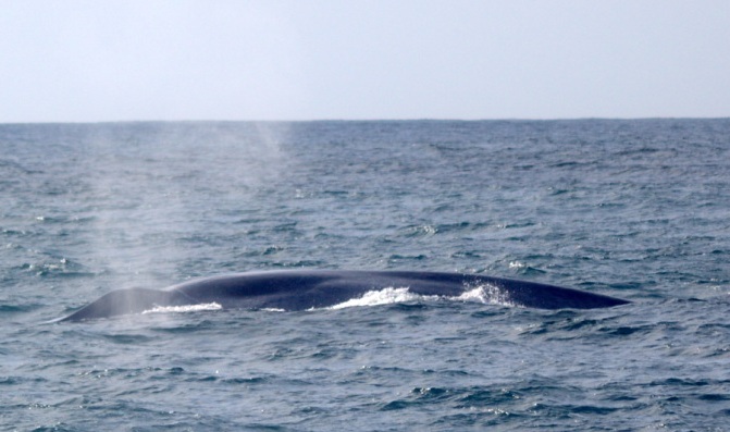 IWDG research team encounter Blue Whales | Irish Whale and Dolphin Group